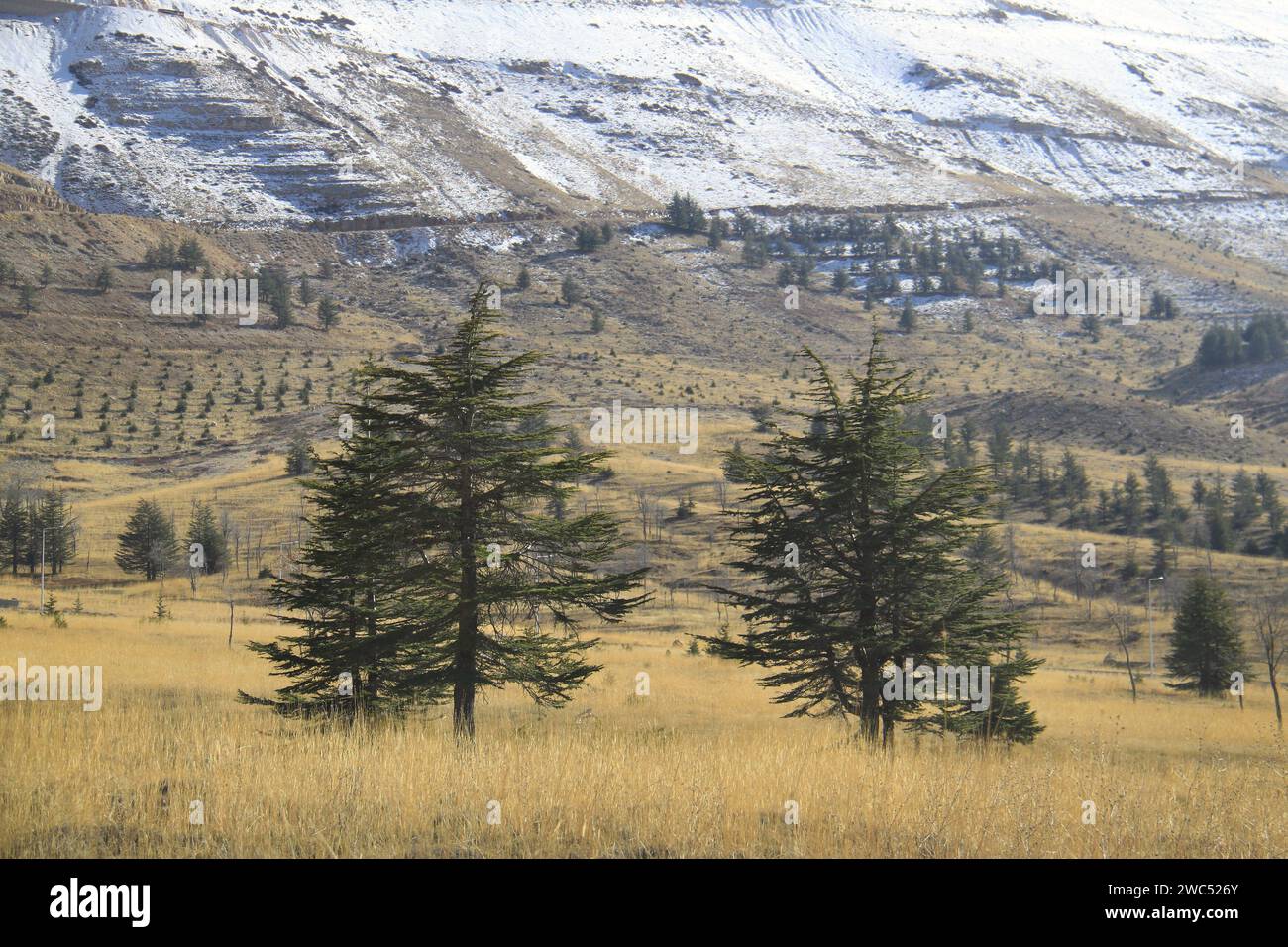 Lebanese cedar cedrus libani hi-res stock photography and images - Alamy