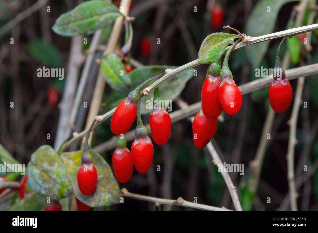 Goji berries on a bush. Healthy food in your garden Stock Photo - Alamy