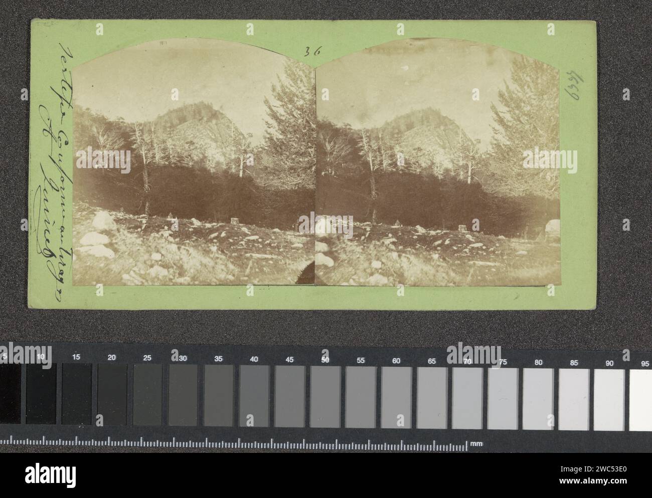 Grass landscape with trees and top of the Alps in the background ...