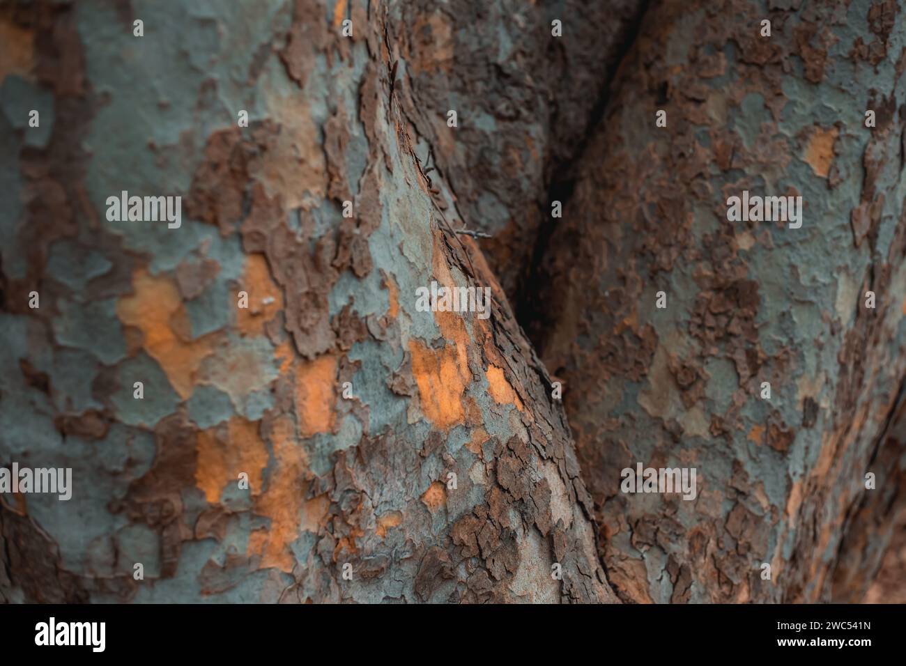 Beautiful background texture of American sycamore tree, western ...