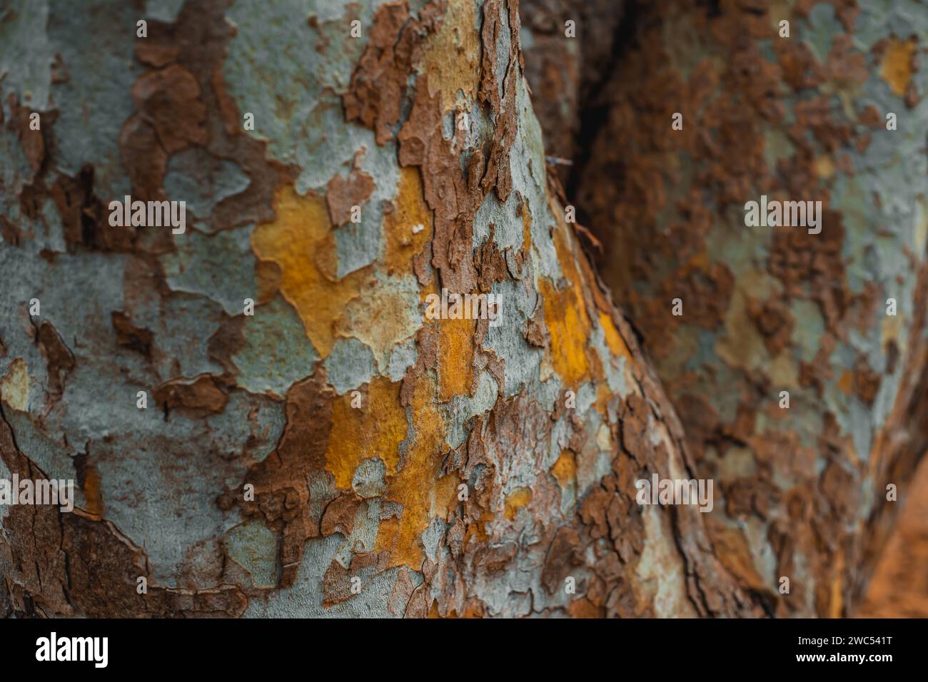 Beautiful background texture of American sycamore tree, western ...