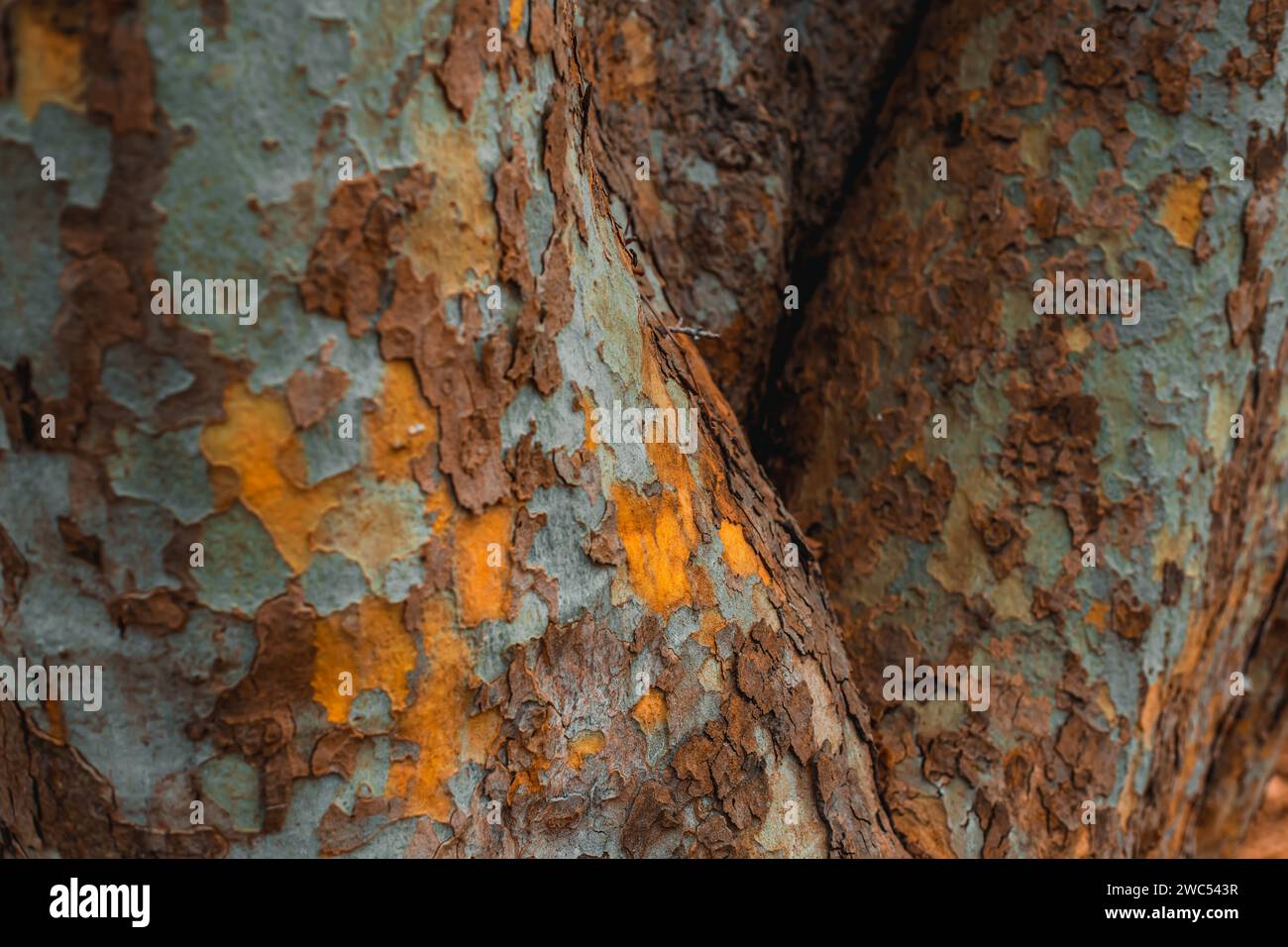 Beautiful background texture of American sycamore tree, western ...
