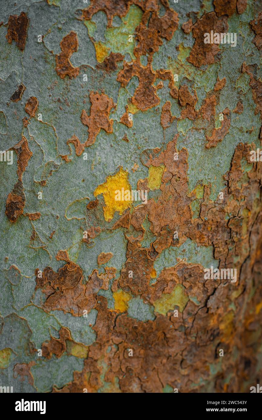 Beautiful Background Texture Of American Sycamore Tree Western