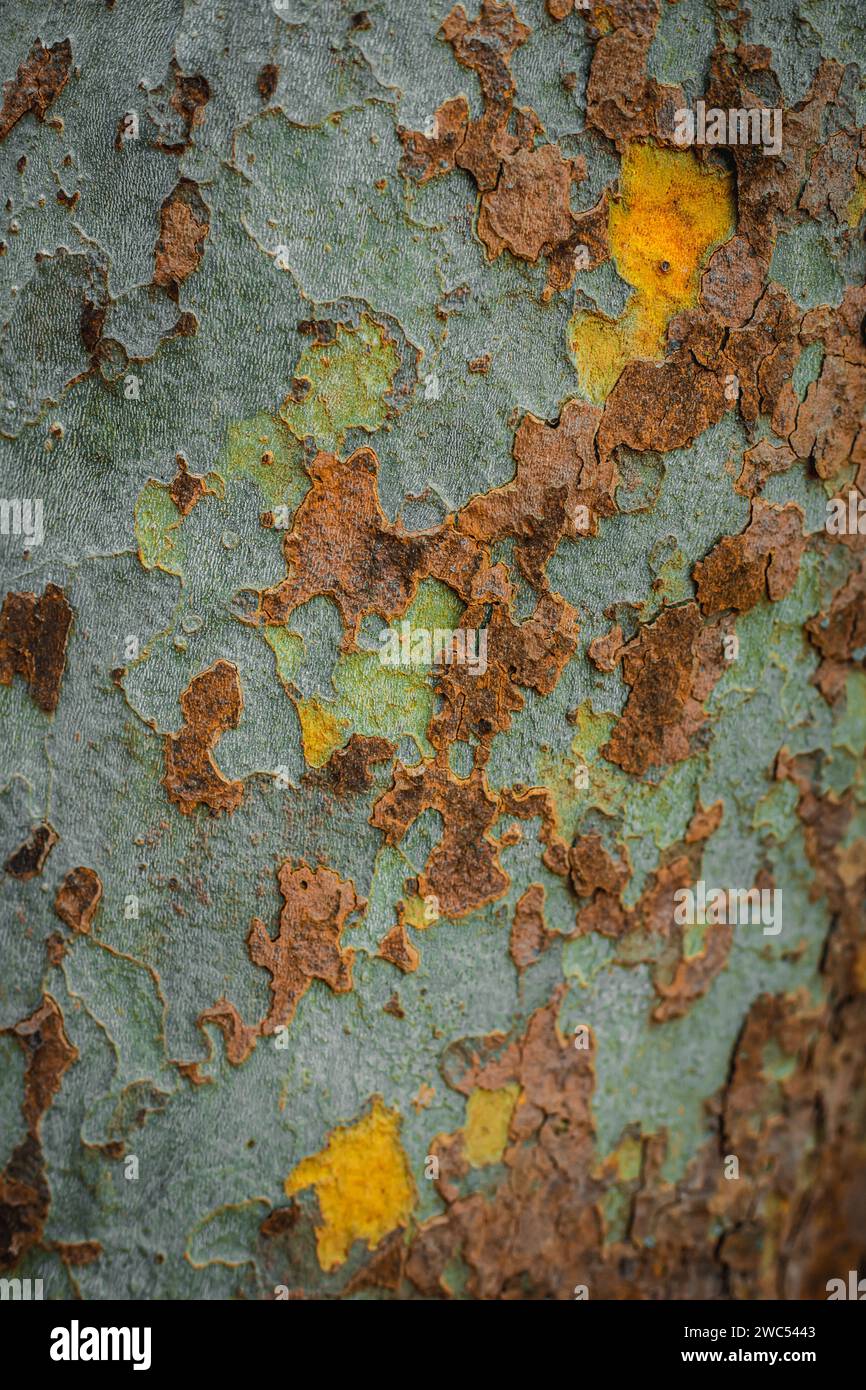 Beautiful background texture of American sycamore tree, western ...