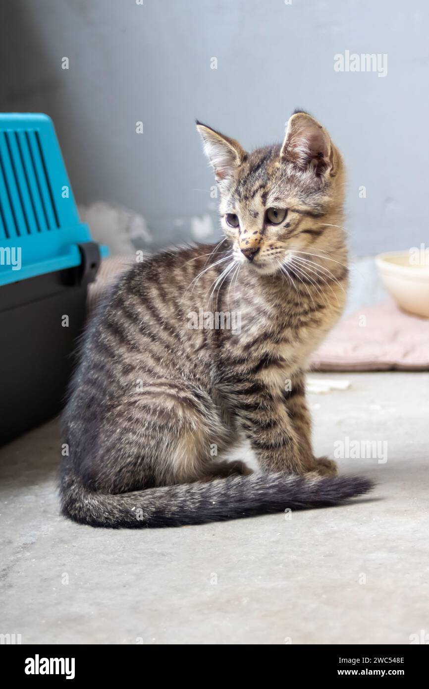 One small tabby gray kitten, close up portrait Stock Photo - Alamy