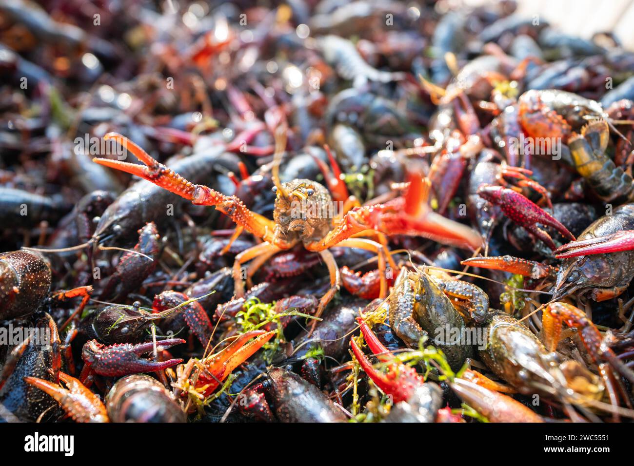 Changsha. 14th Jan, 2024. This photo taken on Jan. 14, 2024 shows newly ...