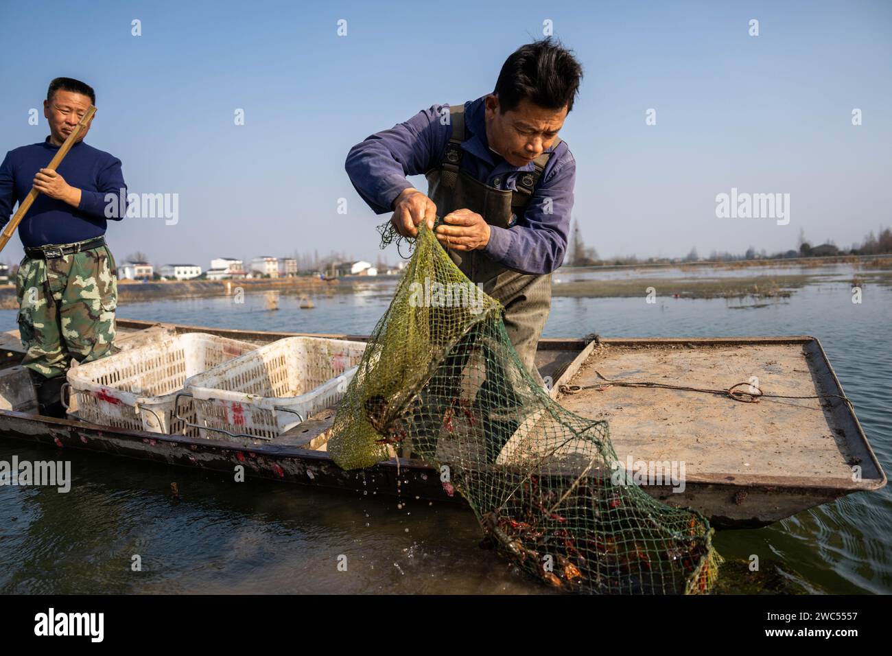 Changsha, China's Hunan Province. 14th Jan, 2024. Farmers harvest ...