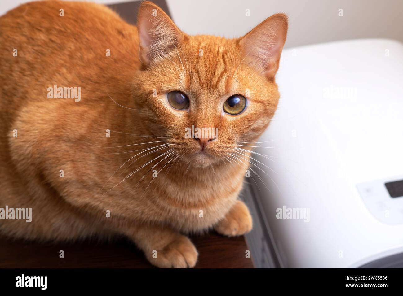 Portrait ginger kurilian bobtail hi-res stock photography and images ...