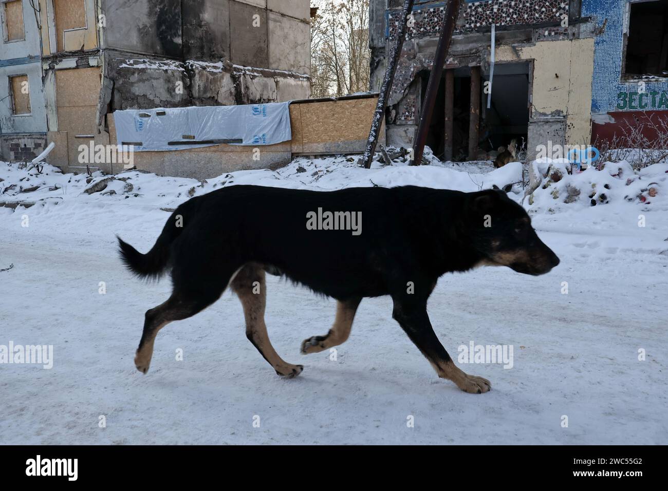 War of the stray dog hi-res stock photography and images - Alamy