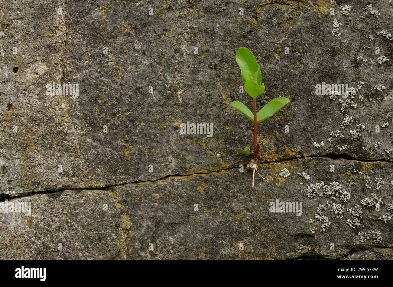 The green plant breaks through and grows on the rocks. Concept ...