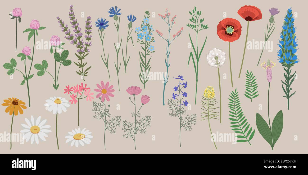 Hand drawn vector illustration. Set of isolated meadow flowers. Blossom ...