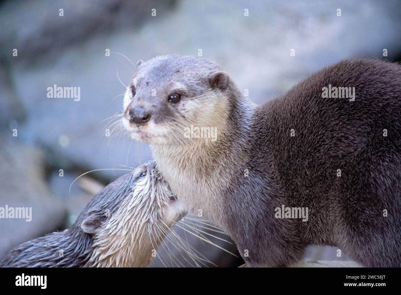 Asian small clawed otters are small, with short ears and noses ...
