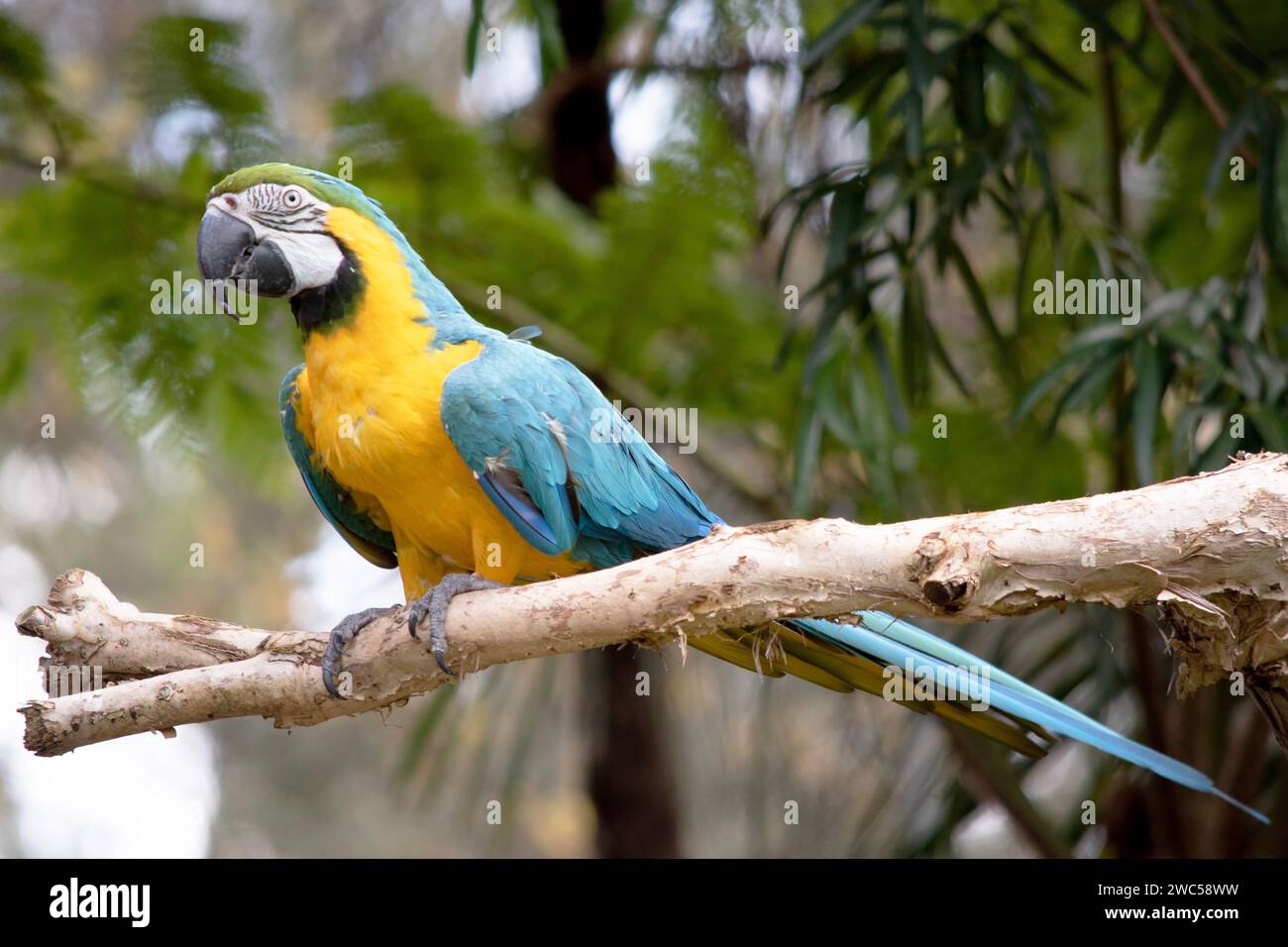 the Back and upper tail feathers of the blue and gold macaw are ...