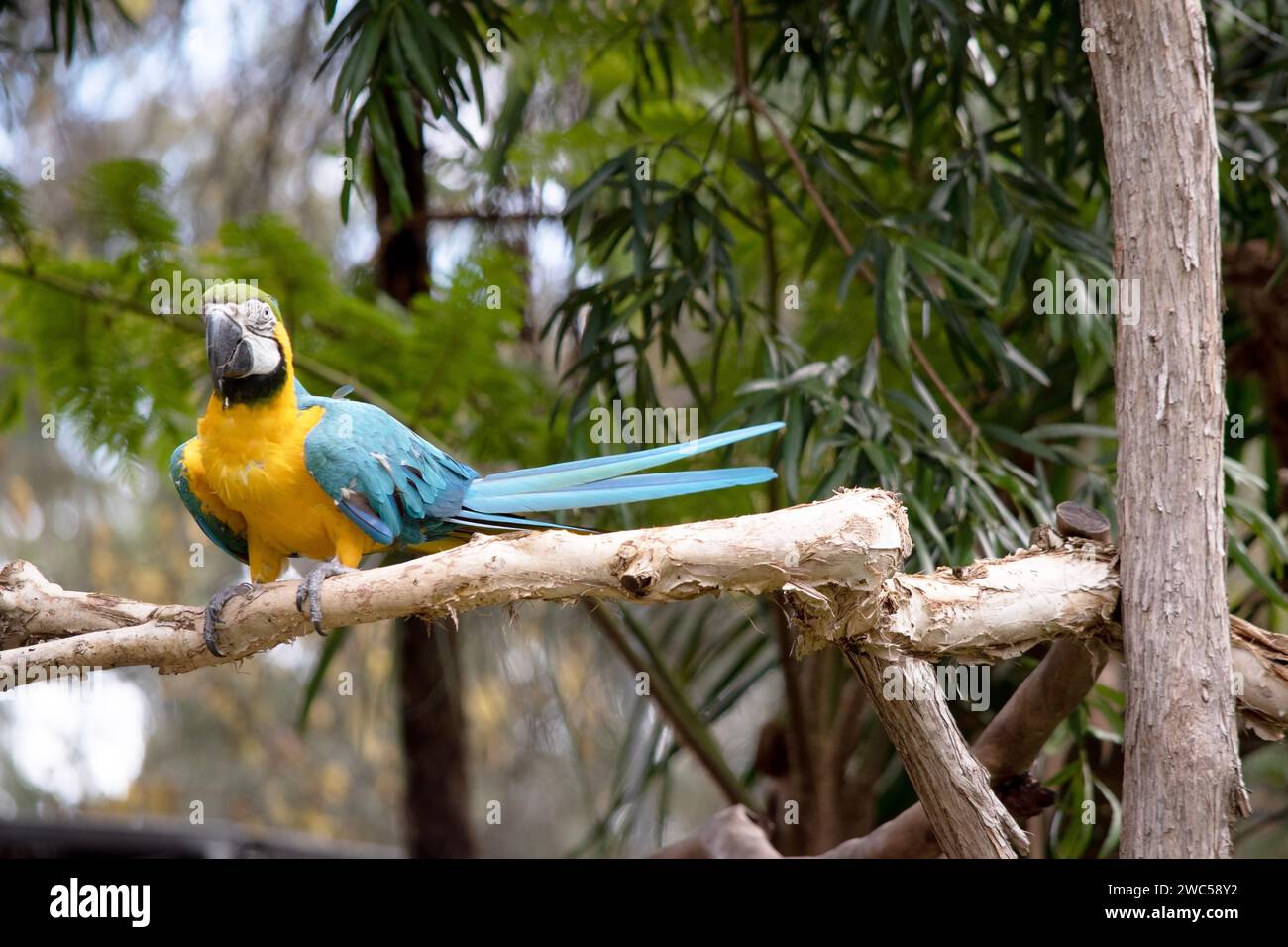 the Back and upper tail feathers of the blue and gold macaw are ...