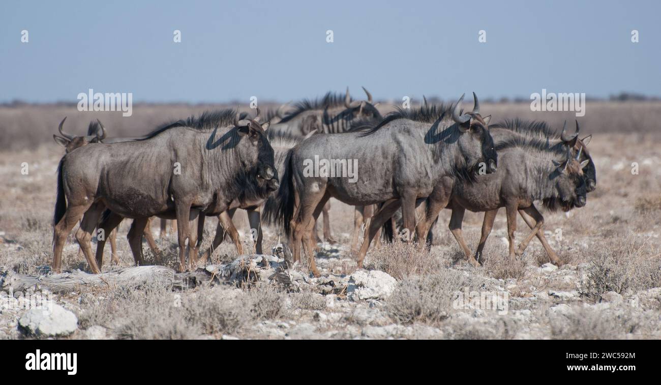 Gnus herde hi-res stock photography and images - Alamy