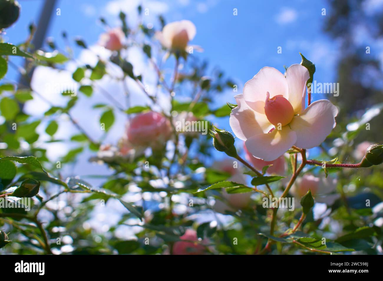 Cute light pink rose flower miniature floribunda Patio with unblown ...