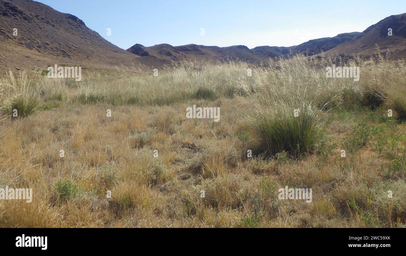 the grassland with different varieties as a great habitat on earth the ...