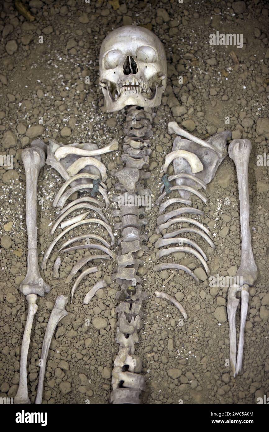 Whispers from the Past: Human Skeleton Archaeological Discovery Stock ...