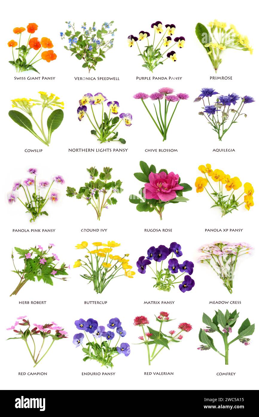 Edible British Spring flowers and wildflowers large collection. Floral ...