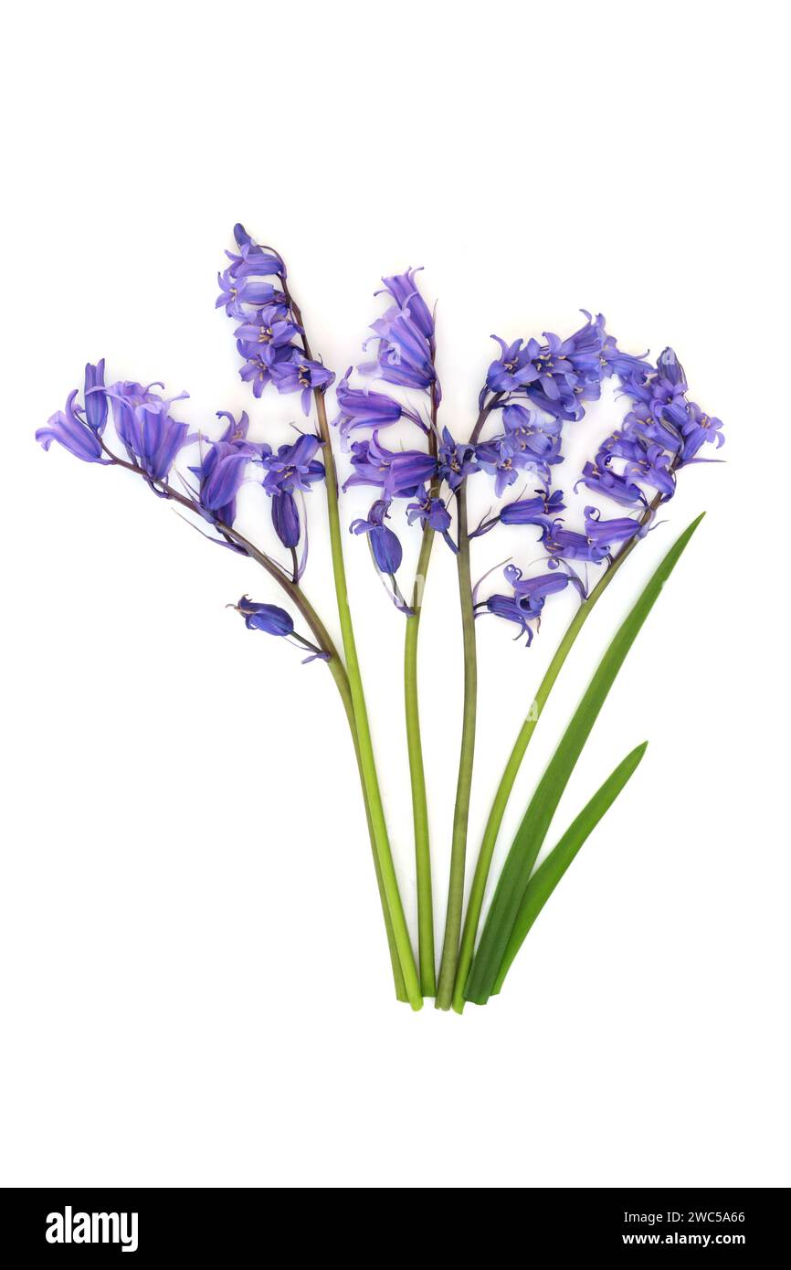 Bluebell flower bouquet arrangement for Spring on white background ...