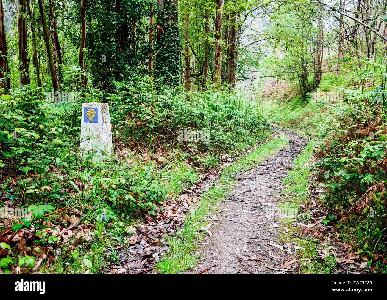 Road sign of Camino de Santiago, pilgrimage route to the Cathedral of ...