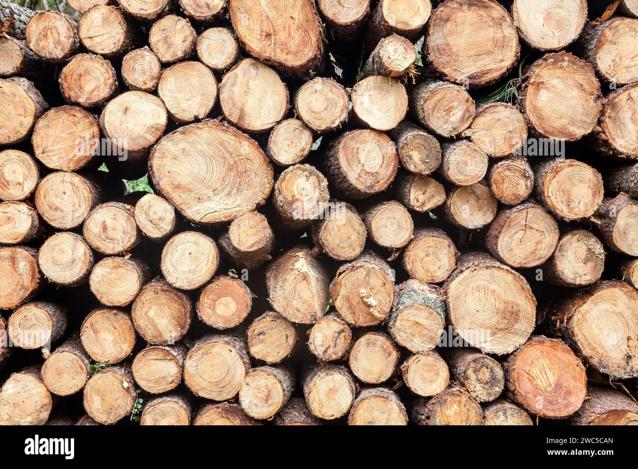 Close-up of big wood stack for background Stock Photo - Alamy