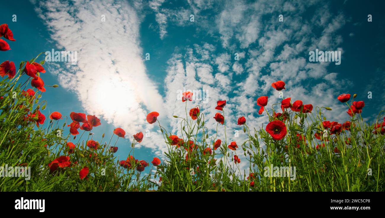 Poppy flower. Anzac day. Historic war memory. Anzac background. Poppy ...