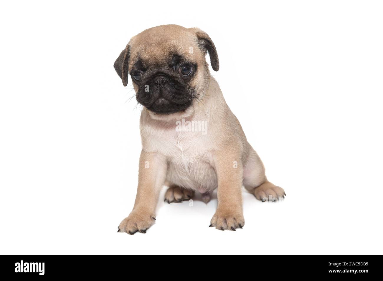 Beige pug puppy with a black muzzle, aged one and a half months, sits ...