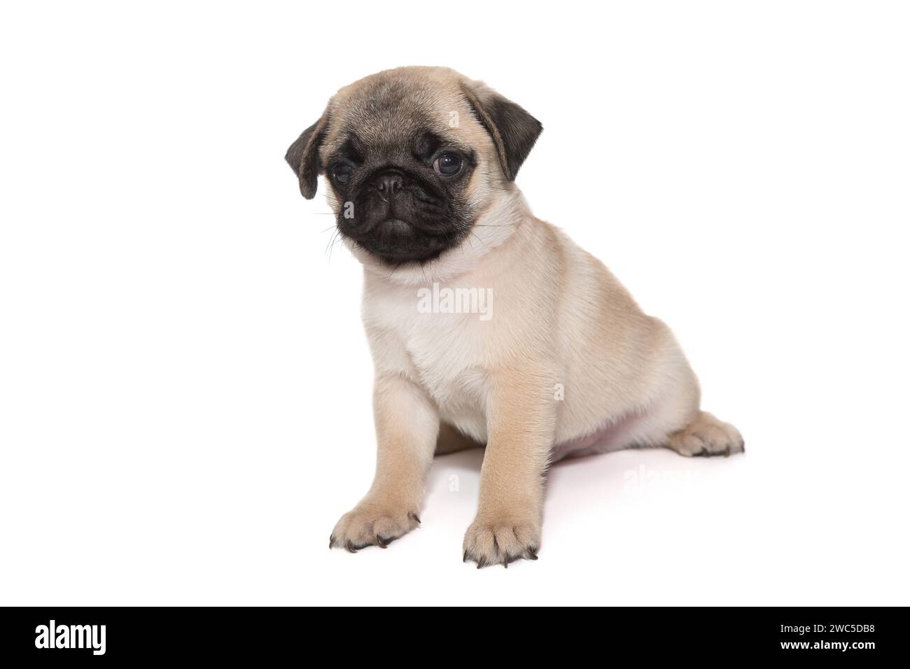 Beige pug puppy with a black muzzle, age one and a half months, sitting ...