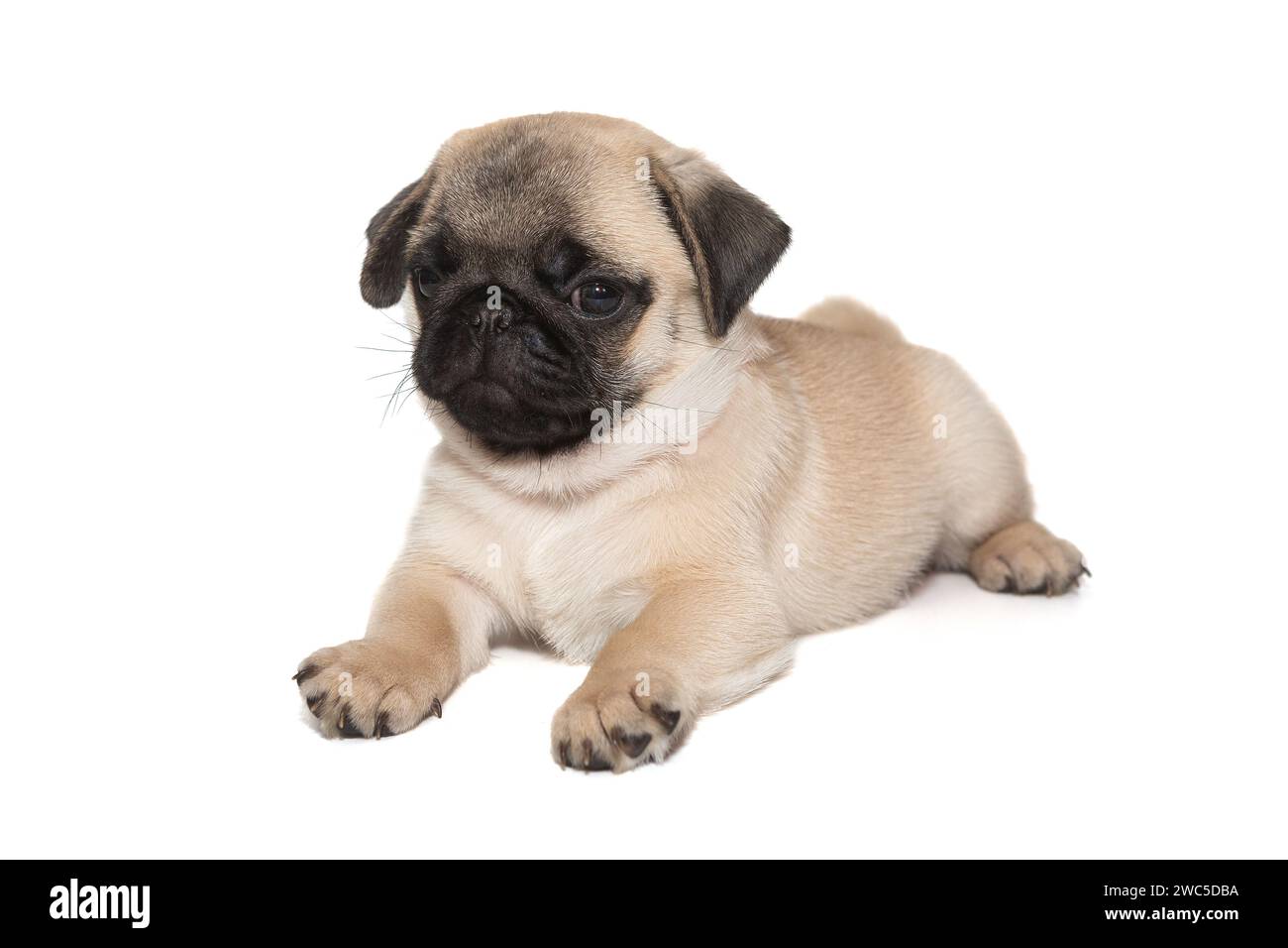 Beige pug puppy with a black muzzle, aged one and a half months, lies ...