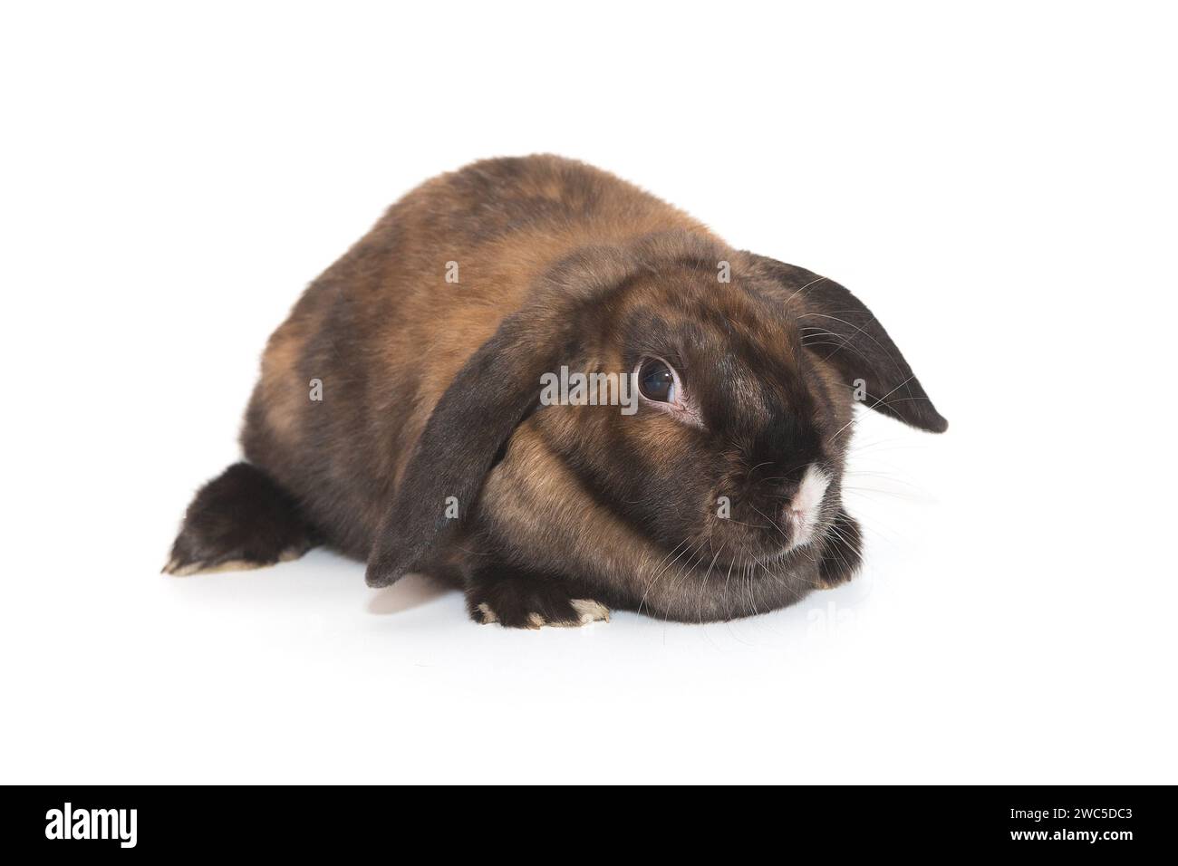 Decorative, small lop-eared rabbit with a white nose, ram breed ...