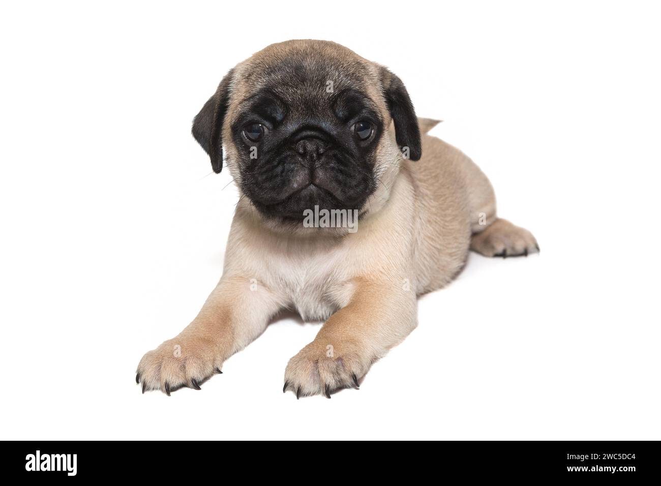 Beige pug puppy with a black muzzle, aged one and a half months, lies ...