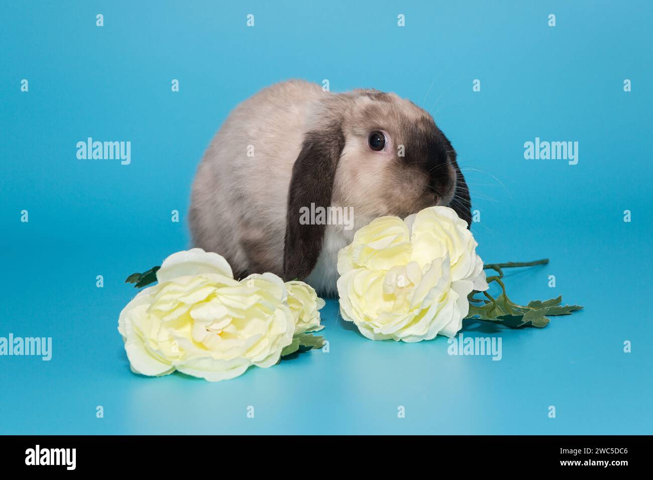 Fold-eared rabbit Ram in Siamese colors and flowers on a blue ...