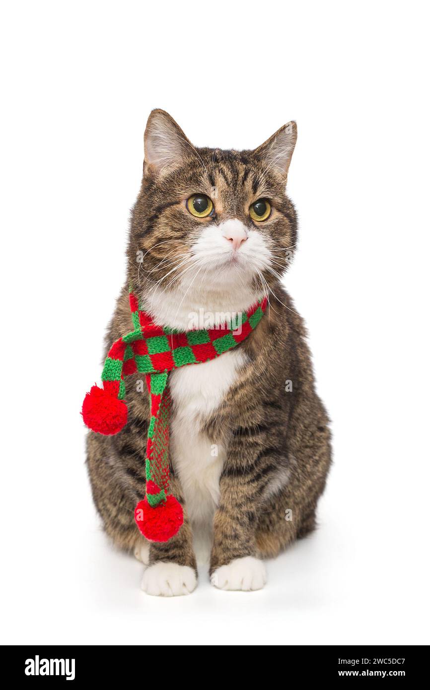 Grey, striped cat in a red scarf, isolated on a white background Stock ...