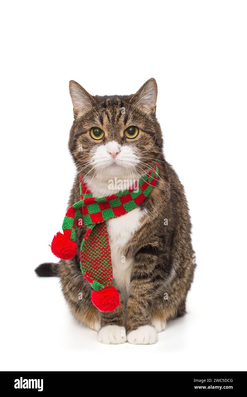 Grey, striped cat in a red scarf, isolated on a white background Stock ...