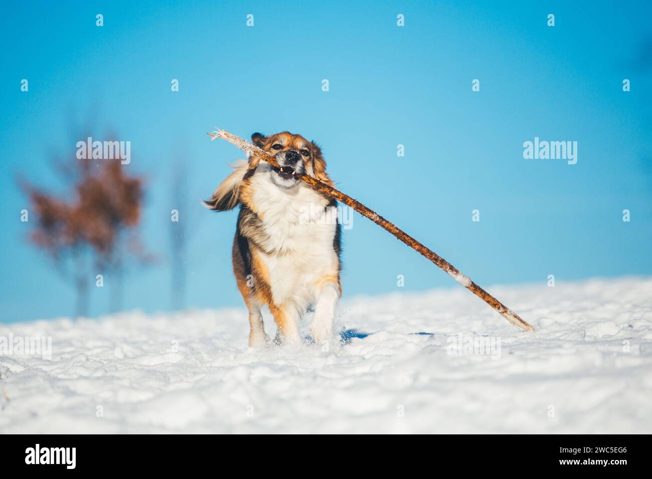 Dog stick hi-res stock photography and images - Alamy