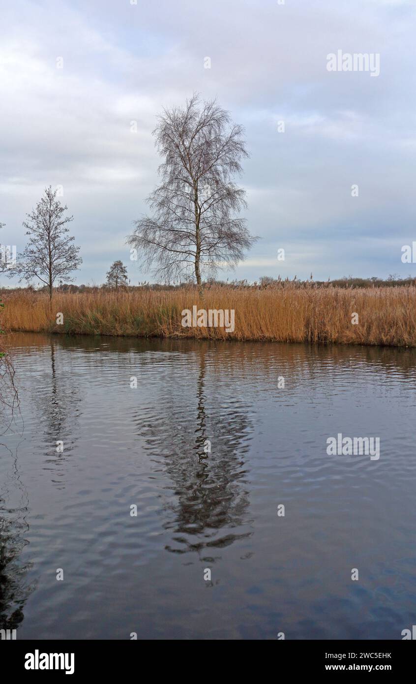 The River Ant in winter with Silver Birch, Betula pendula, on the riverbank with reflection on ...
