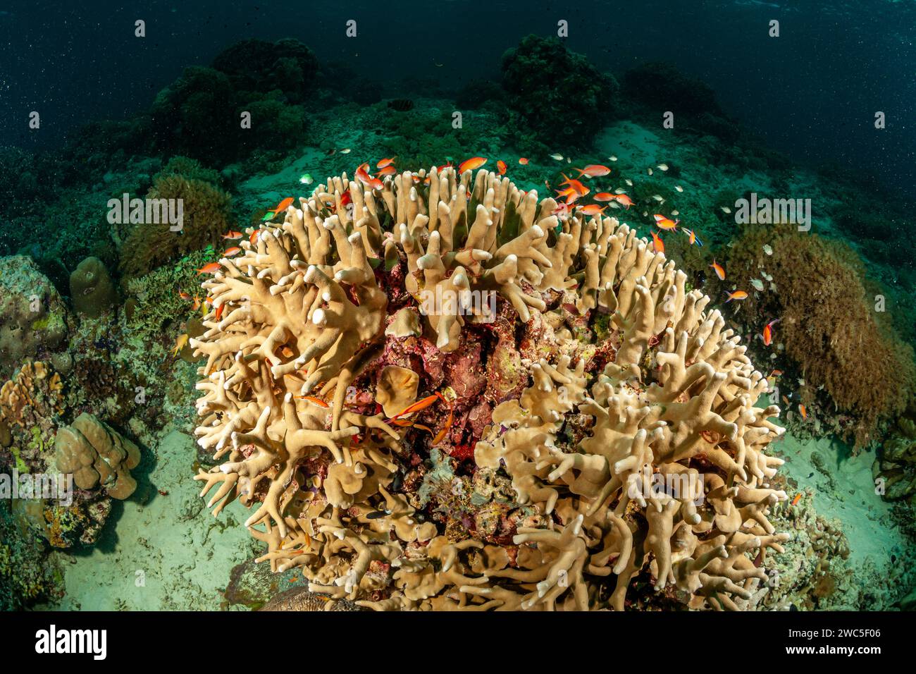 Malaysia, Sabah, Sipadan, Coral reef Stock Photo - Alamy