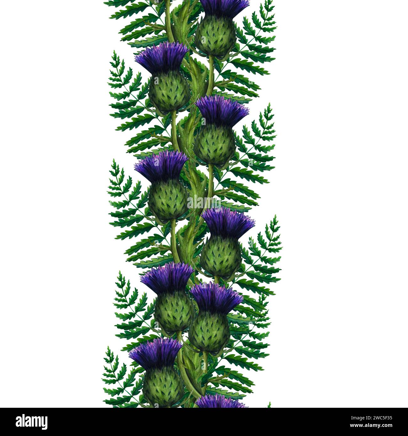 Thistle botanical illustration hi-res stock photography and images - Alamy