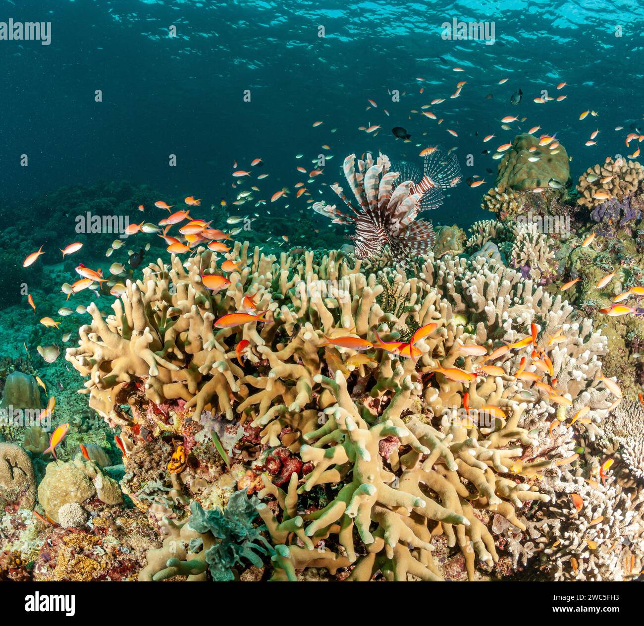 Malaysia, Sabah, Sipadan, Coral reef Stock Photo - Alamy