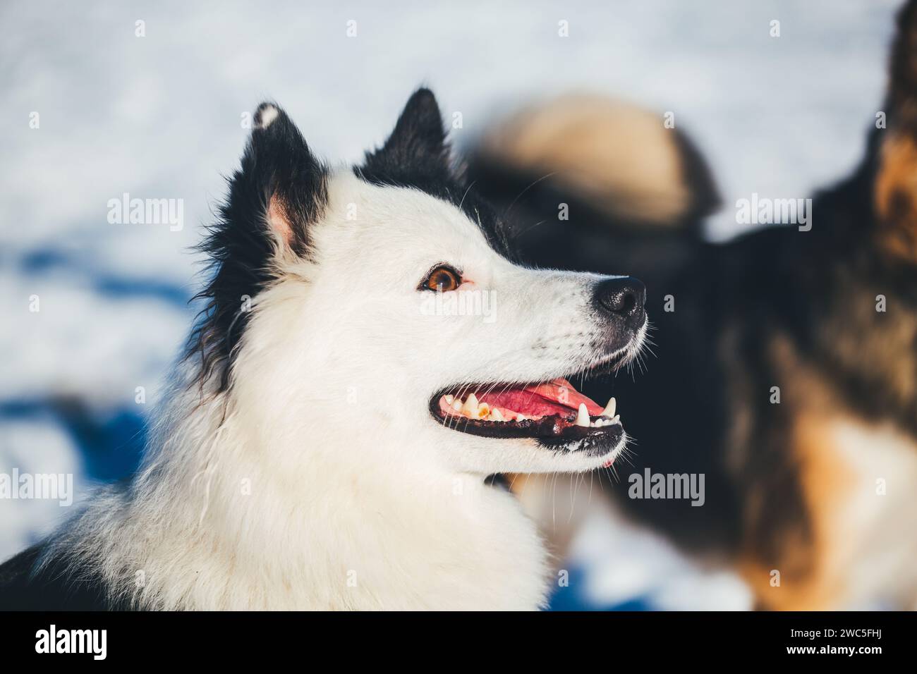 Portrait of an Icelandic Dog Stock Photo - Alamy