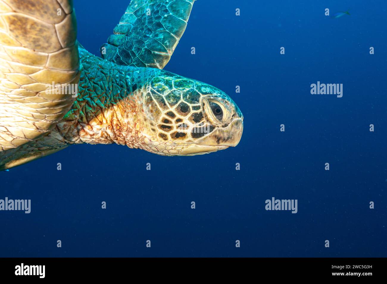 Malaysia, Sabah, Sipadan, Green Sea Turtle (Chelonia mydas Stock Photo ...