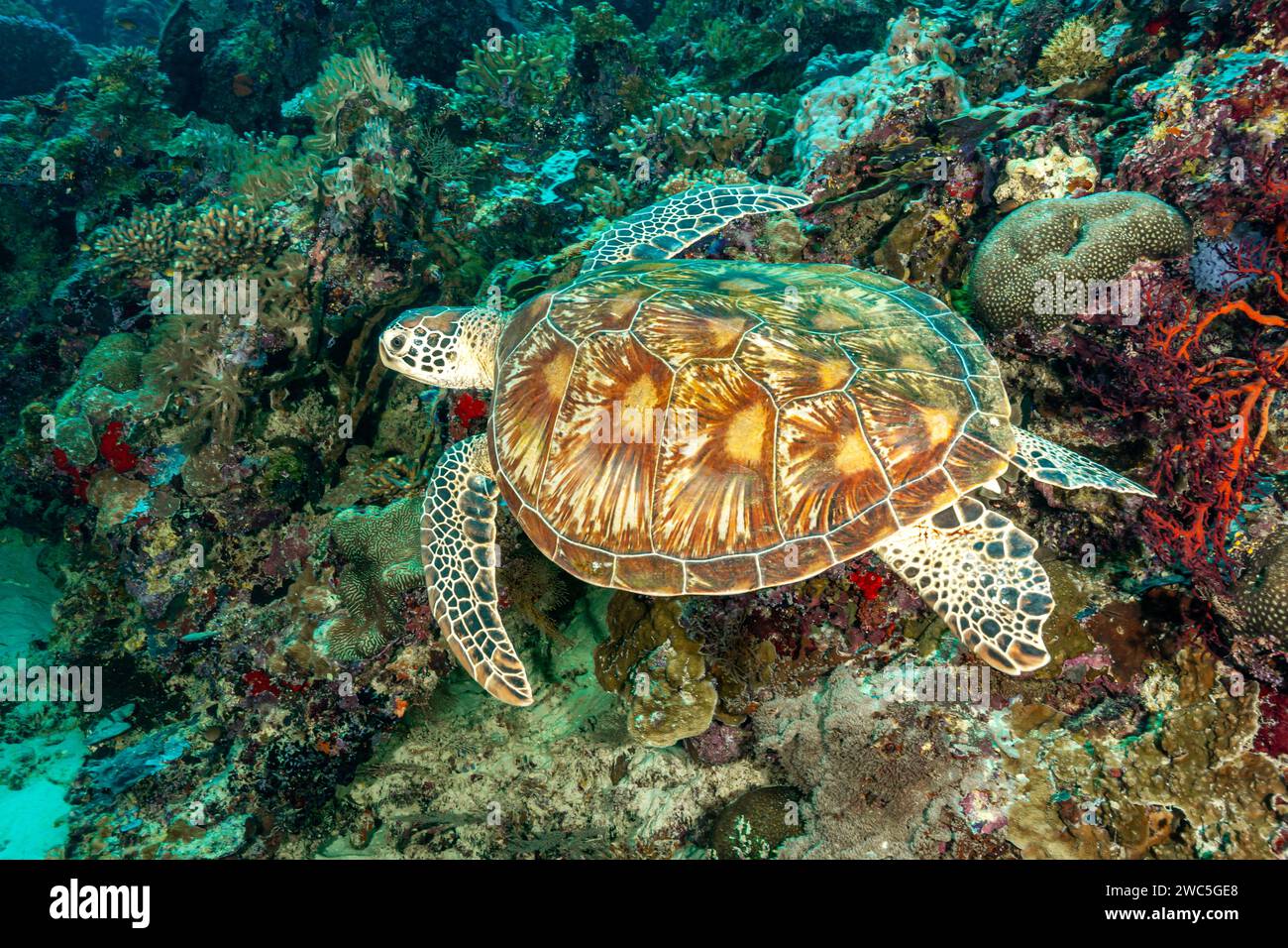 Malaysia, Sabah, Sipadan, Green Sea Turtle (Chelonia mydas Stock Photo ...