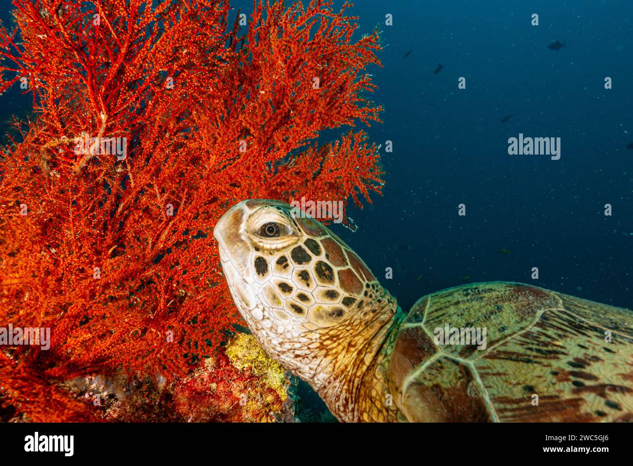 Malaysia, Sabah, Sipadan, Green Sea Turtle (Chelonia mydas Stock Photo ...