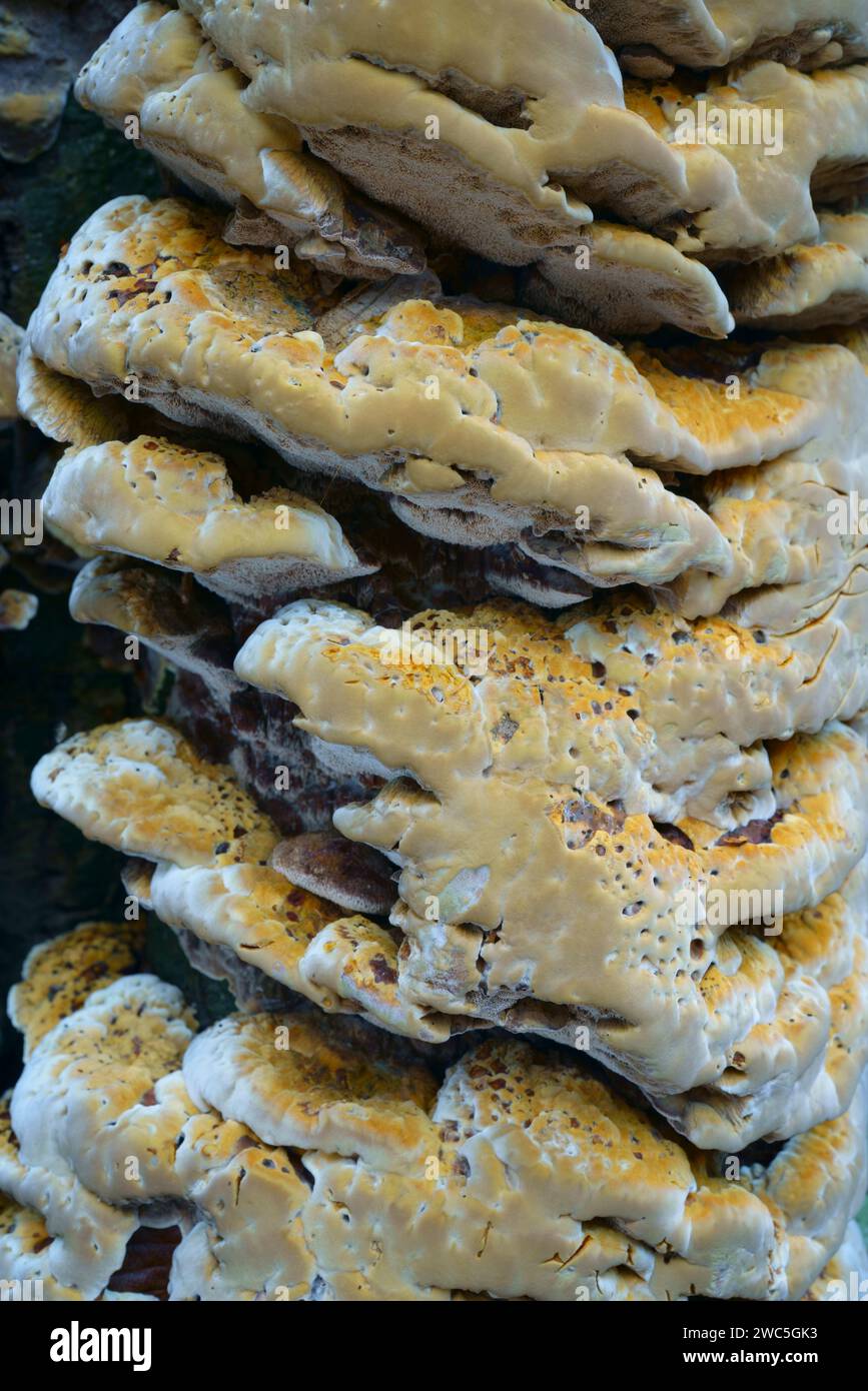 A close up of a type of bracket fungi Stock Photo - Alamy
