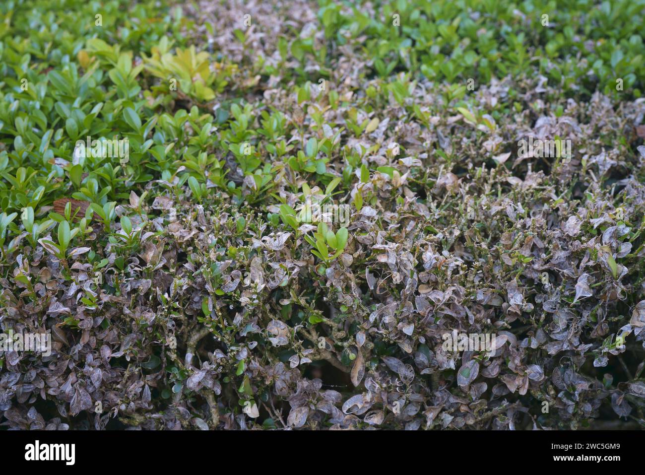 Box blight hi-res stock photography and images - Alamy