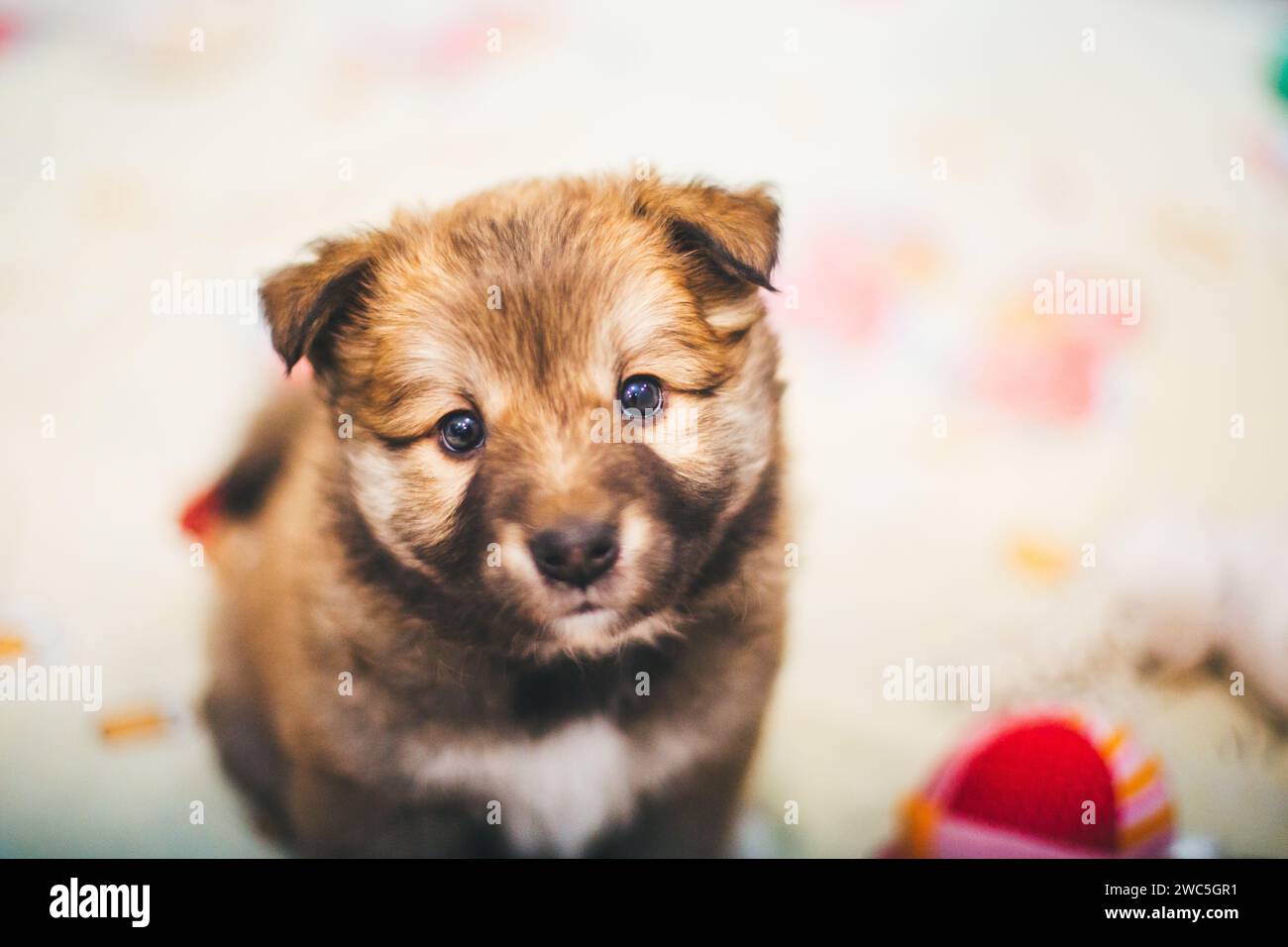 5 weeks old hi-res stock photography and images - Alamy