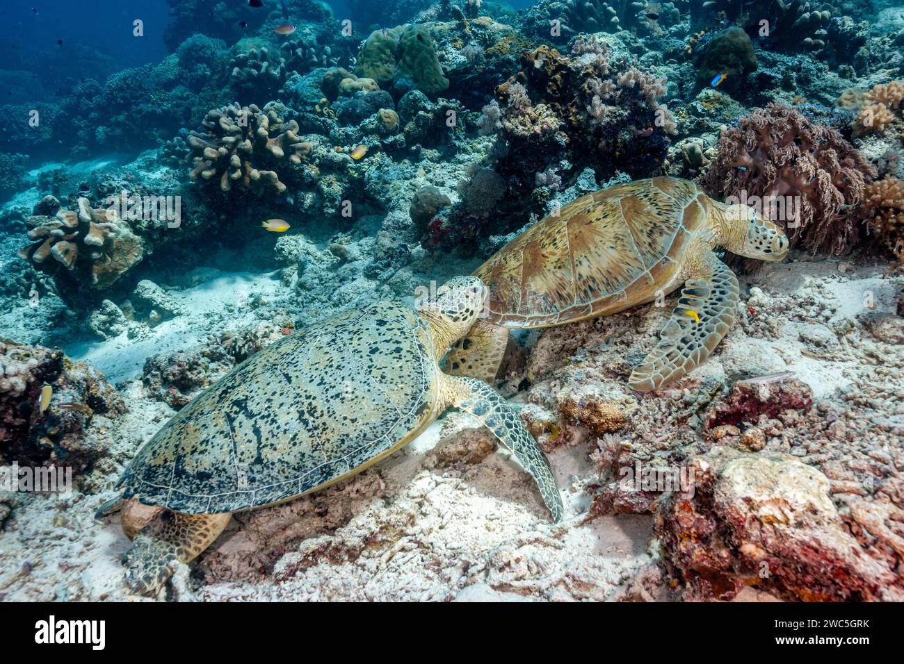Malaysia, Sabah, Sipadan, Green Sea Turtle (Chelonia mydas Stock Photo ...
