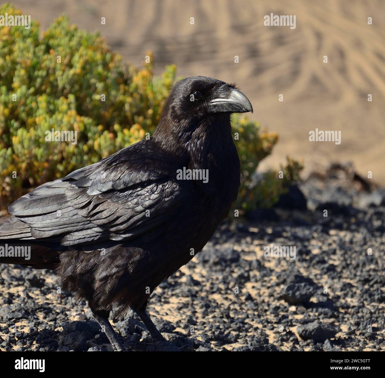 Corvus corax canariensis, natural park of Jandia, Fuerteventura Island ...