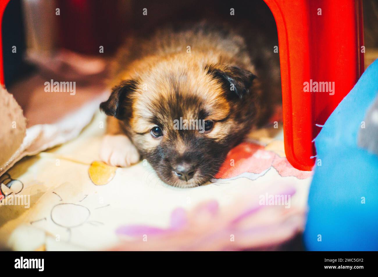 Icelandic Dog puppy, 5 weeks old Stock Photo - Alamy